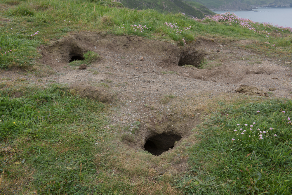 Dassen zorgen voor problemen op het spoor: dit betekent het voor jouw ...