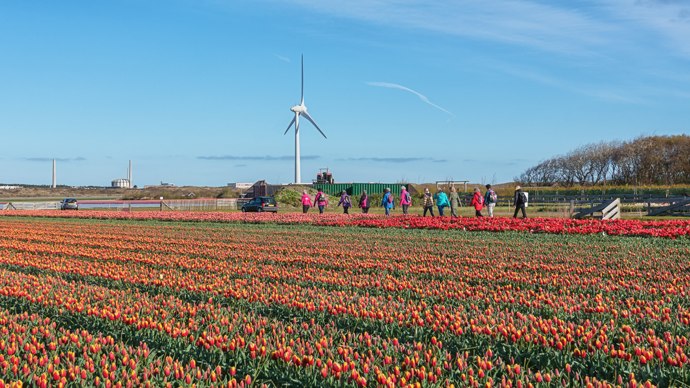 Bekijk eens in deze provincies de kleurrijke tulpenvelden - MAX vakantieman