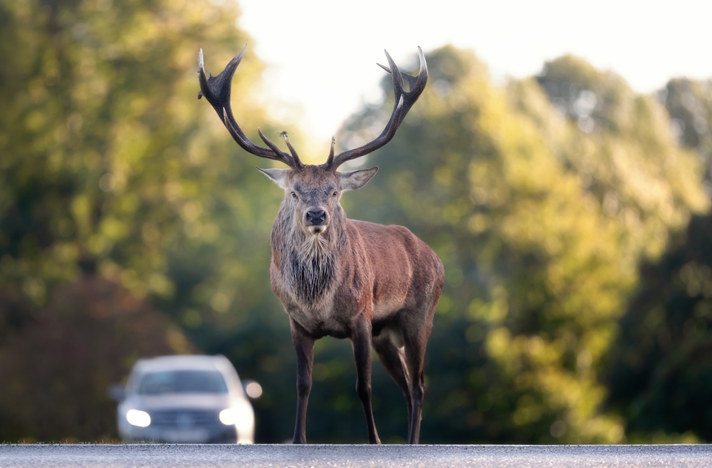 Aanrijding met een wild dier? Dit vergoedt de verzekering (niet) en dit ...