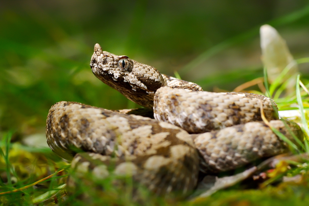Welke giftige slangen komen voor in Europa en wat moet je doen na een ...